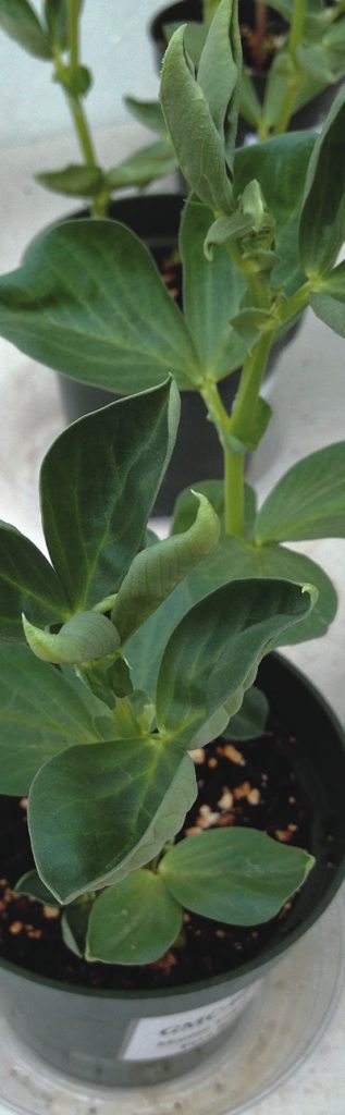 Unraveling The Maze Of Persistent Herbicides In Compost | BioCycle