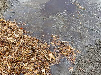 What’s Unique About Composted Mulches? | BioCycle