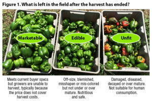 The Unharvested Farm Produce Dilemma | BioCycle